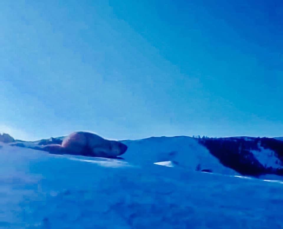 Тарвага яагаад өвөл ичээнээсээ гардаг вэ – ТАС.МН